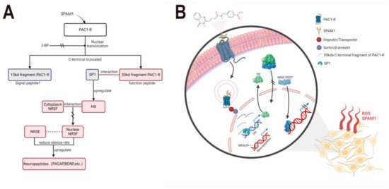 IJMS | Free Full-Text | Novel Small Molecule Positive Allosteric Modulator SPAM1 Triggers the ...