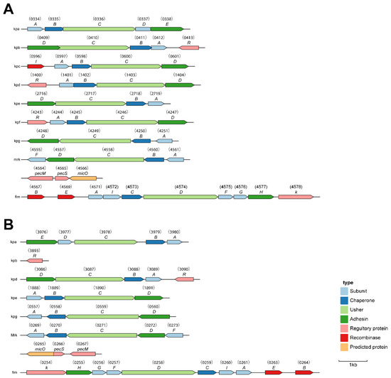 IJMS | Free Full-Text | Novel Virulence Factors Deciphering Klebsiella pneumoniae KpC4 Infect ...