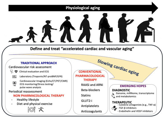The Aging Heart: A Molecular and Clinical Challenge