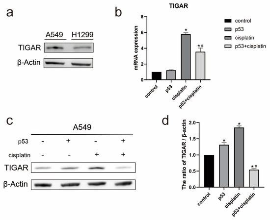 Inhibition of TIGAR Increases Exogenous p53 and Cisplatin Combination ...
