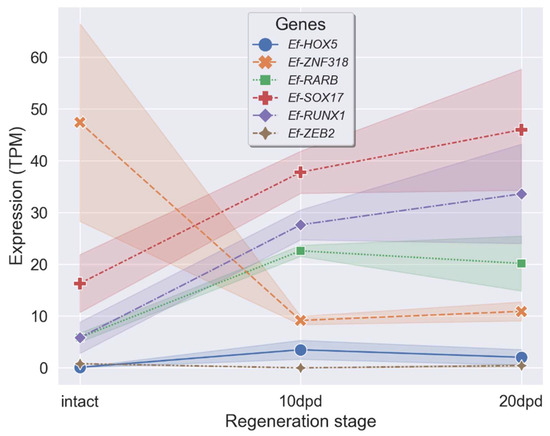 Muscle Regeneration in Holothurians without the Upregulation of Muscle ...