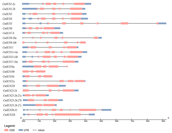 Genome-Wide Identification of the SUN Gene Family in Melon (Cucumis ...