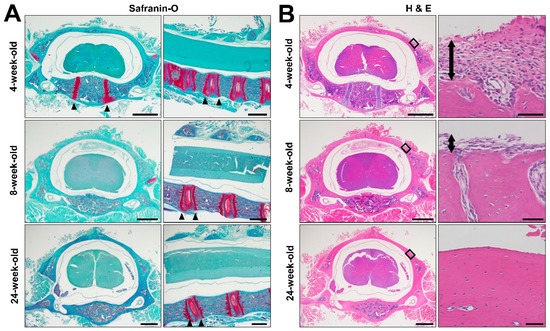 IJMS | Free Full-Text | Spinal Canal and Spinal Cord in Rat Continue to ...