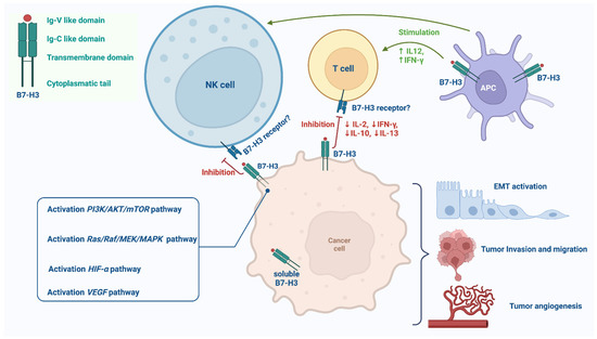B7-H3/CD276 Inhibitors: Is There Room for the Treatment of Metastatic Non-Small Cell Lung Cancer?