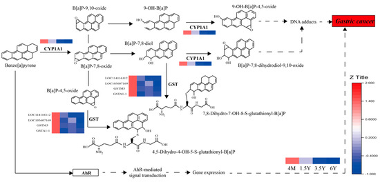 Rumen Epithelial Development- and Metabolism-Related Genes Regulate ...