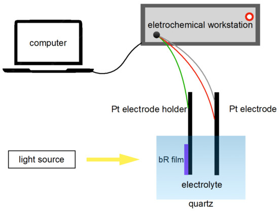 Engineered Bacteriorhodopsin Film with Oriented Patterns for the ...