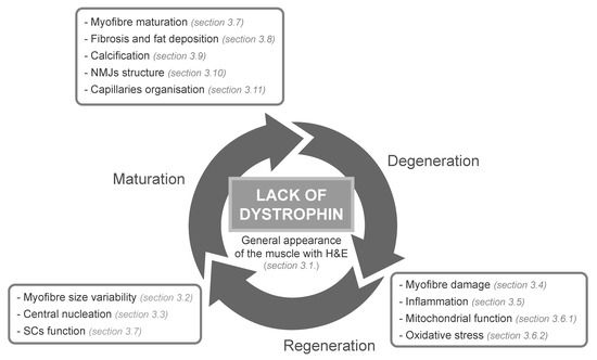 Histological Methods to Assess Skeletal Muscle Degeneration and ...