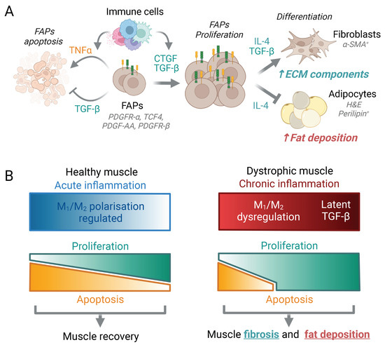 Histological Methods to Assess Skeletal Muscle Degeneration and ...
