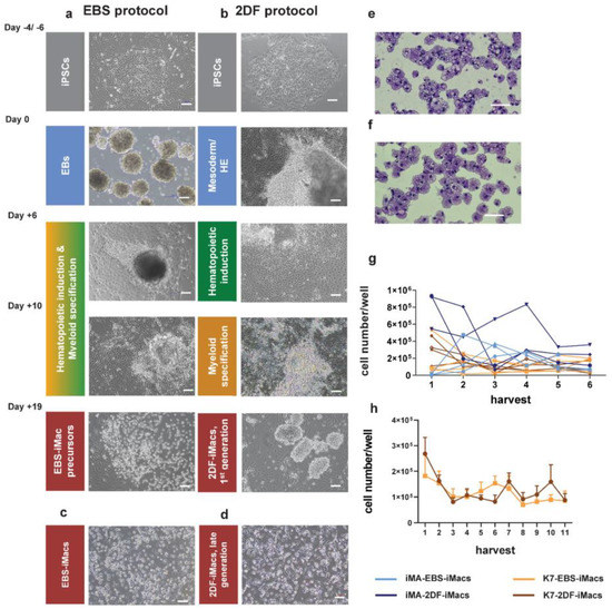 iPSC-Derived Macrophages: The Differentiation Protocol Affects Cell ...