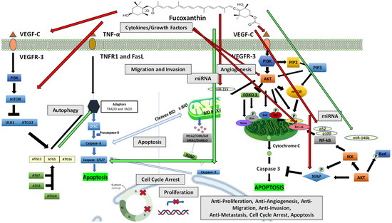 Anticancer Effects of Fucoxanthin through Cell Cycle Arrest, Apoptosis Induction, Angiogenesis ...