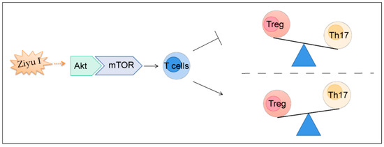 Regulating Th17/Treg Balance Contributes to the Therapeutic Effect of ...