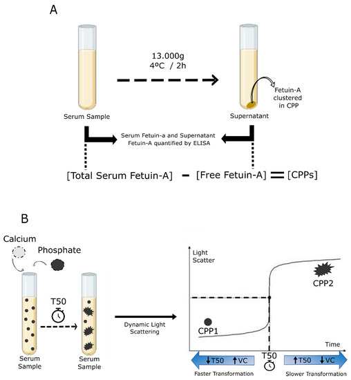 Targeting a Silent Disease: Vascular Calcification in Chronic Kidney ...