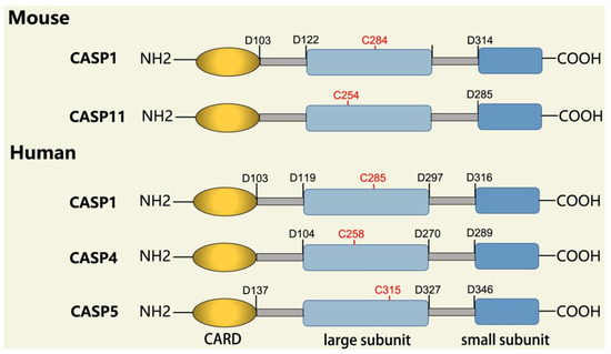Molecular Characteristics of Cell Pyroptosis and Its Inhibitors: A ...