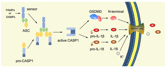 Molecular Characteristics of Cell Pyroptosis and Its Inhibitors: A ...