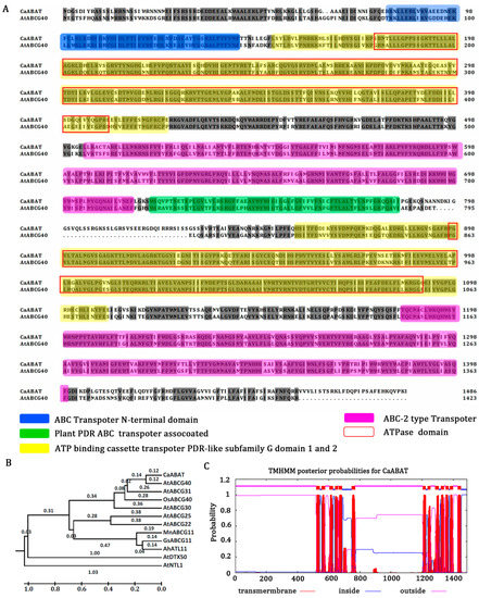 An ABCG-Type Transporter Facilitates ABA Influx and Regulates ...