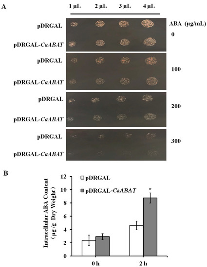 An ABCG-Type Transporter Facilitates ABA Influx and Regulates ...