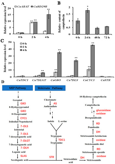 An ABCG-Type Transporter Facilitates ABA Influx and Regulates ...