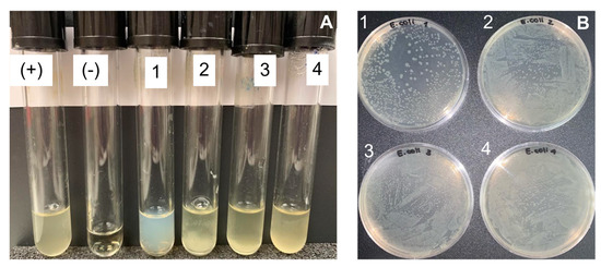 Exploring Saduria entomon (Crustacea Isopoda) as a New Source for ...
