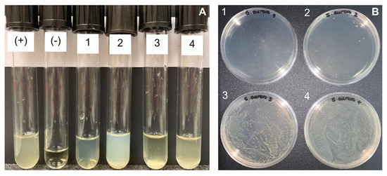 Exploring Saduria entomon (Crustacea Isopoda) as a New Source for ...