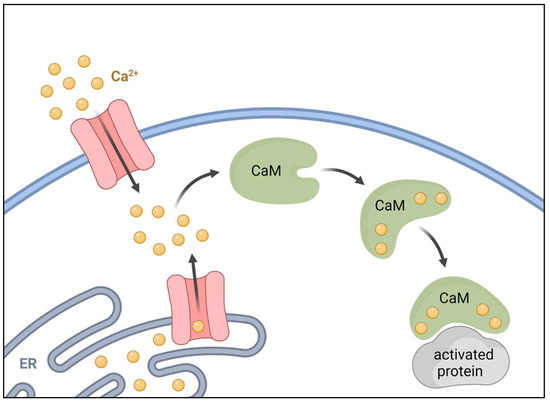 Calcium Signalling in Heart and Vessels: Role of Calmodulin and Downstream Calmodulin-Dependent ...