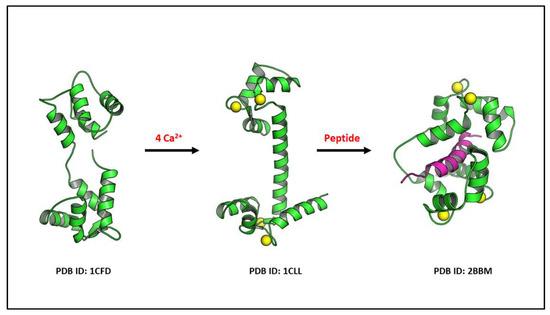 Calcium Signalling in Heart and Vessels: Role of Calmodulin and Downstream Calmodulin-Dependent ...