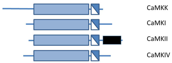 Calcium Signalling in Heart and Vessels: Role of Calmodulin and ...