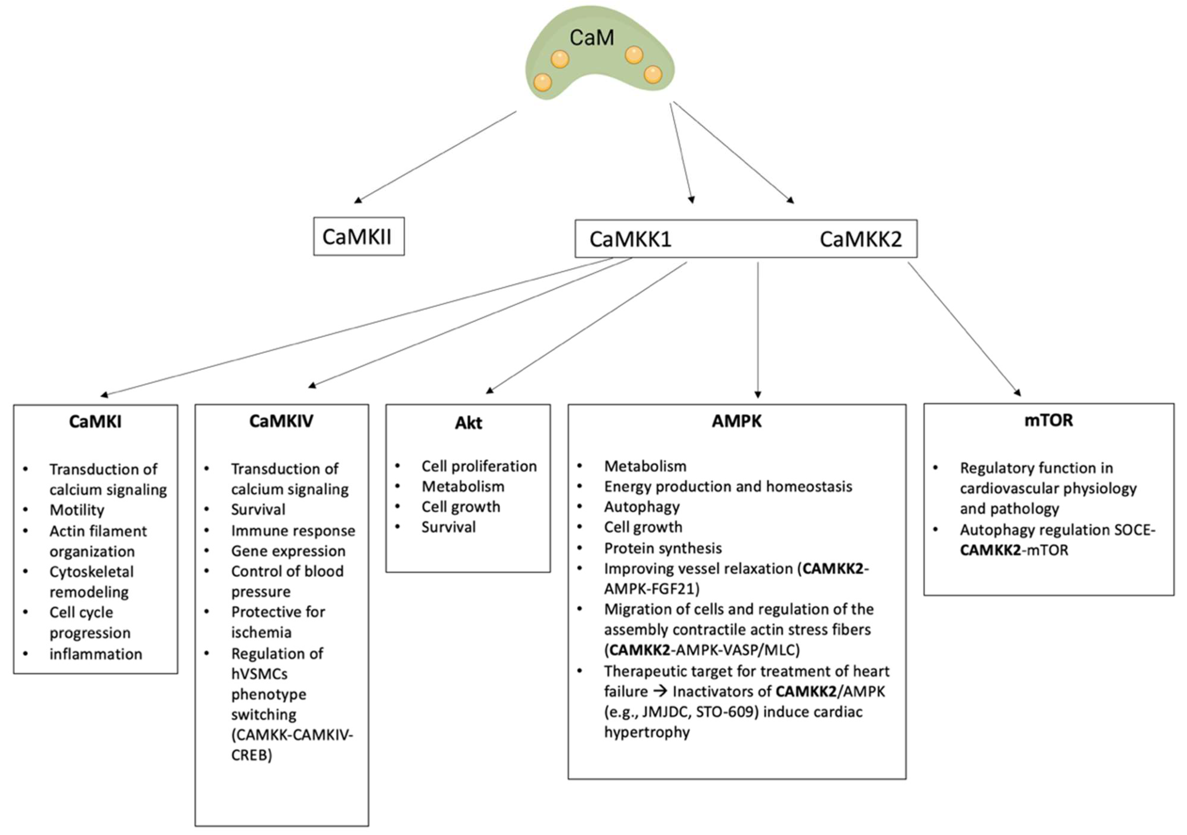 Ijms Free Full Text Calcium Signalling In Heart And Vessels Role