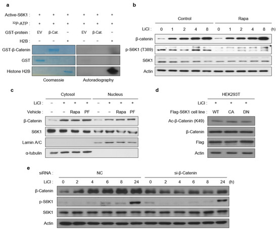 Nuclear S6K1 Enhances Oncogenic Wnt Signaling by Inducing Wnt/β-Catenin Transcriptional Complex ...