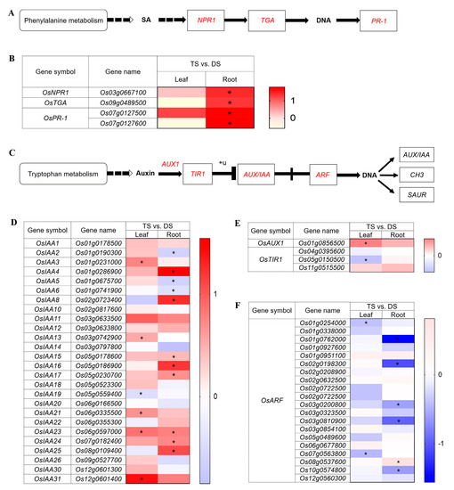 Comparative Analysis of Physiological, Hormonal and Transcriptomic Responses Reveal Mechanisms ...