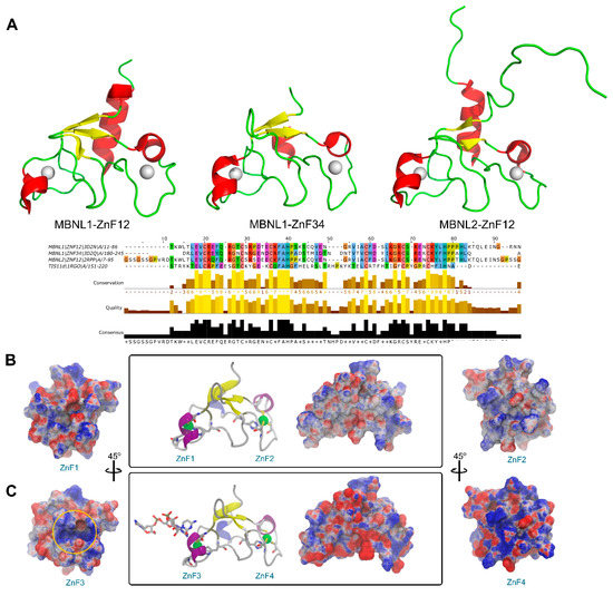 Cognate RNA-Binding Modes by the Alternative-Splicing Regulator MBNL1 ...