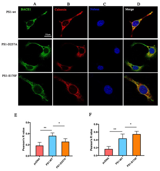 PS1 Affects the Pathology of Alzheimer’s Disease by Regulating BACE1 ...