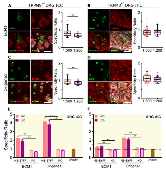 Validation of Six Commercial Antibodies for the Detection of ...
