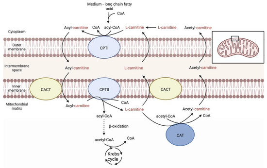 Ijms Free Full Text Acylcarnitines In Ophthalmology Promising