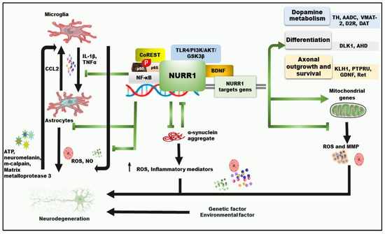 Advances in NURR1-Regulated Neuroinflammation Associated with Parkinson ...