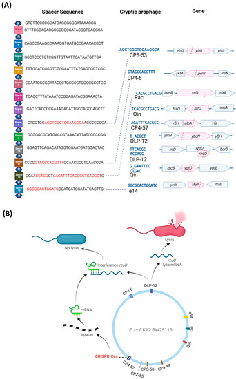 CRISPR-Cas Controls Cryptic Prophages