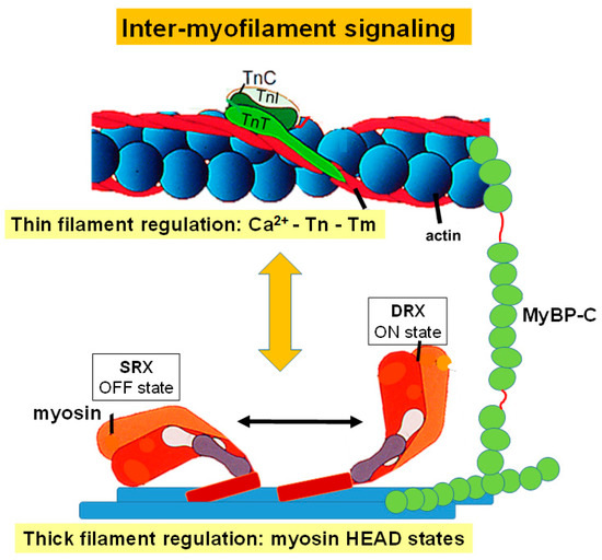 Cardiac Sarcomere Signaling in Health and Disease