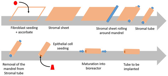 Tissue Engineering for Gastrointestinal and Genitourinary Tracts