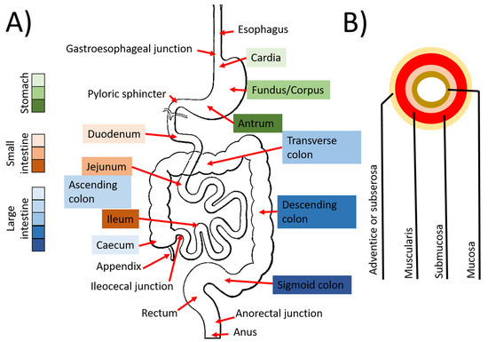 IJMS | Free Full-Text | Tissue Engineering for Gastrointestinal and ...
