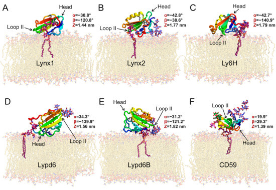 Orientational Preferences of GPI-Anchored Ly6/uPAR Proteins