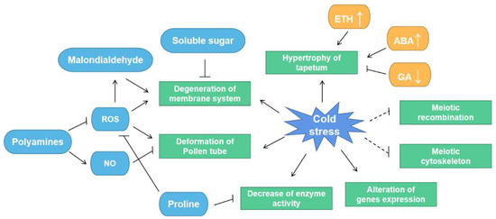 Cold Stress Response Mechanisms in Anther Development
