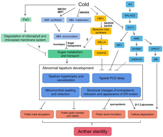 Cold Stress Response Mechanisms in Anther Development