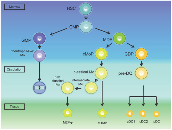 The Role of Mononuclear Phagocytes in the Testes and Epididymis
