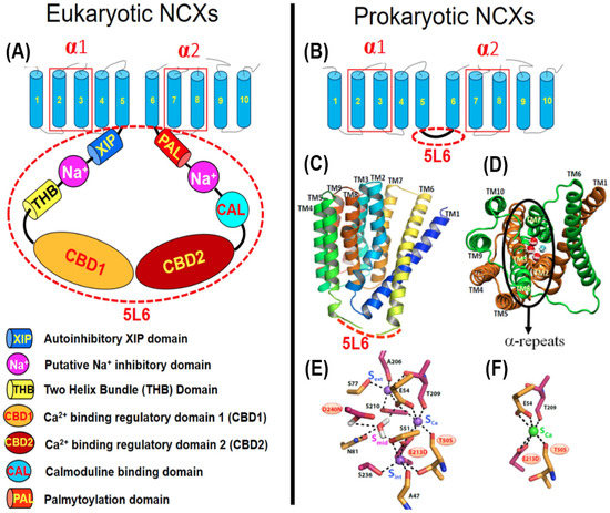 Structure-Based Function and Regulation of NCX Variants: Updates and ...