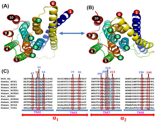 Structure-Based Function and Regulation of NCX Variants: Updates and ...