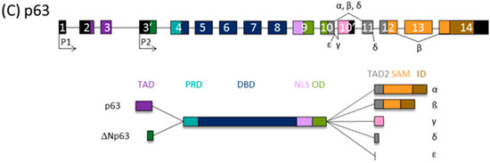 p53 Family in Resistance to Targeted Therapy of Melanoma