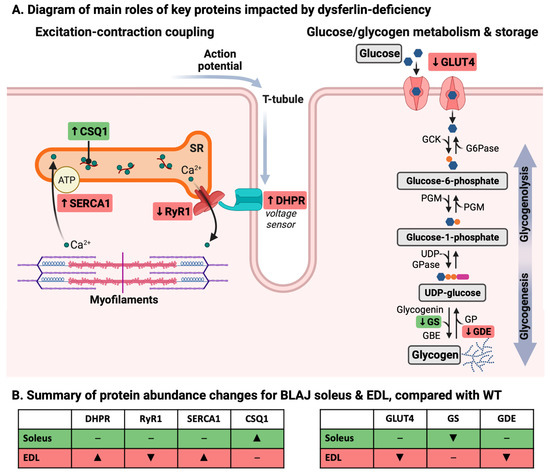 Dysferlin Deficiency Results in Myofiber-Type Specific Differences in ...
