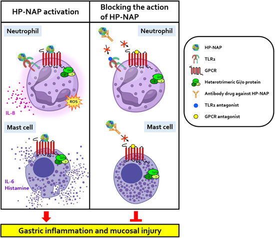 The Role of Helicobacter pylori Neutrophil-Activating Protein in the ...