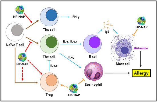 The Role of Helicobacter pylori Neutrophil-Activating Protein in the ...