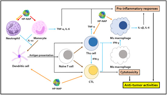 The Role of Helicobacter pylori Neutrophil-Activating Protein in the ...