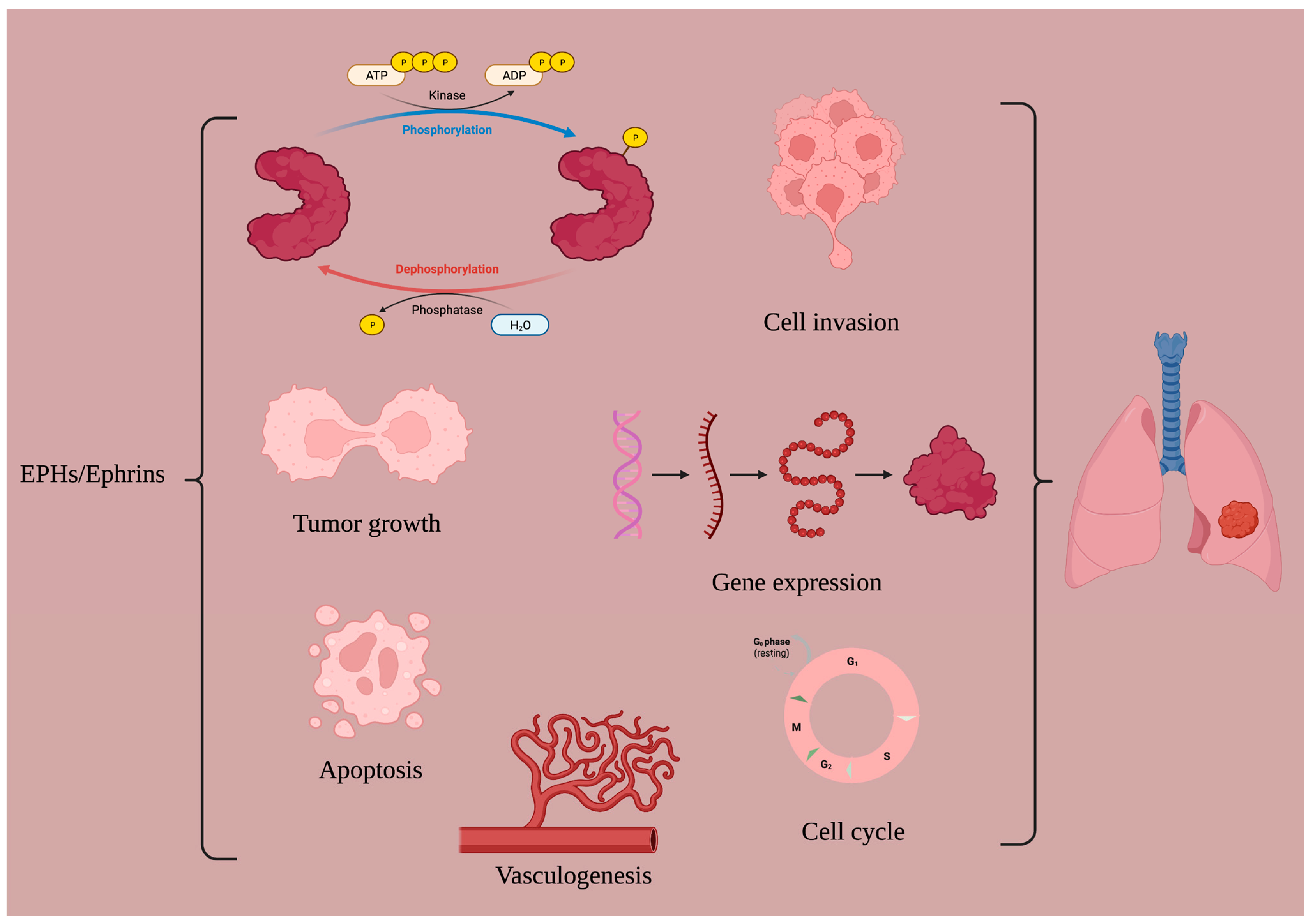 IJMS | Free Full-Text | May EPH/Ephrin Targeting Revolutionize Lung ...